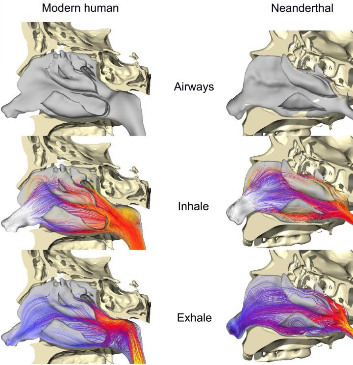 Study Sheds New Light on Neanderthal Anatomy – Popular Archeology