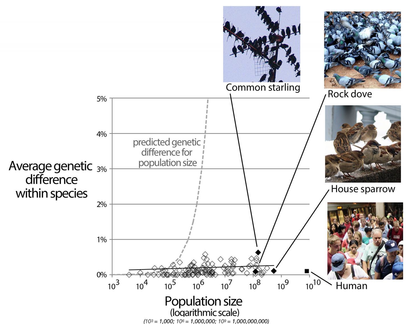 Far from special: Humanity’s tiny DNA differences are ‘average’ in ...