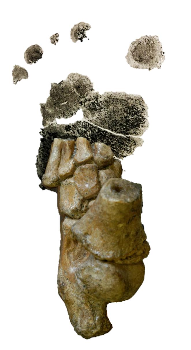 Ancient hominin foot fossil adds insights to mobility over 3 million ...