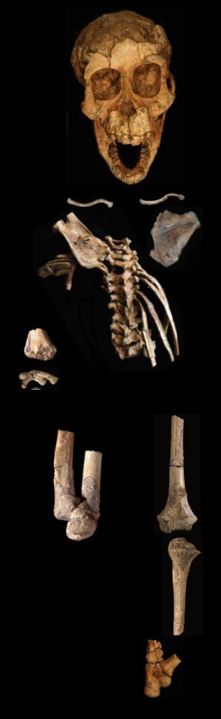 Ancient hominin foot fossil adds insights to mobility over 3 million ...
