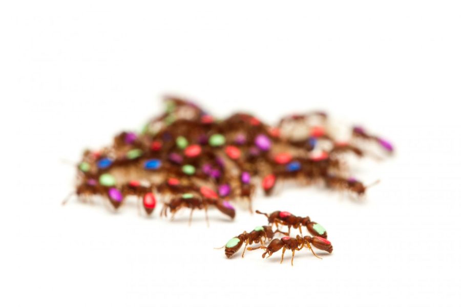 Anty social: Successful ant colonies hint at how societies evolve ...