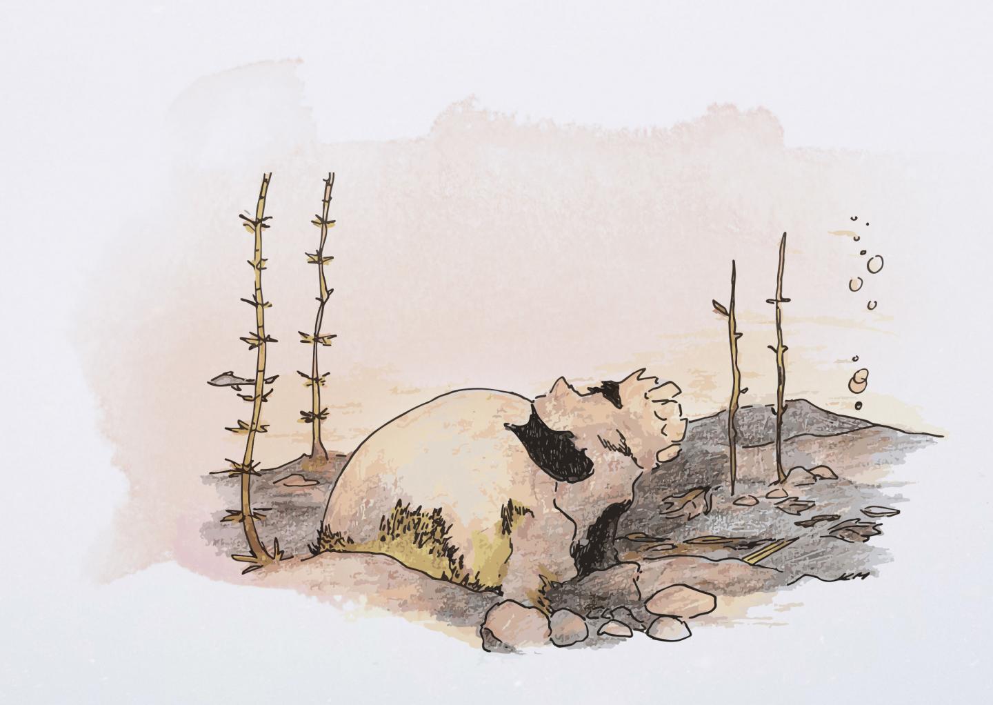 First ancient DNA from mainland Finland reveals origins of Siberian ...