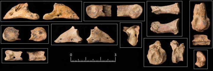 11,500-year-old animal bones in Jordan suggest early dogs helped humans ...
