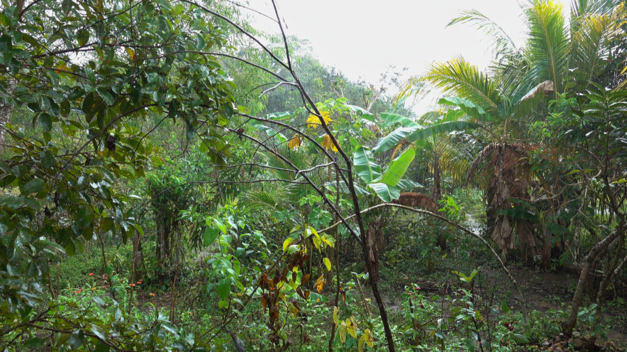 The Milpa Way – Popular Archeology