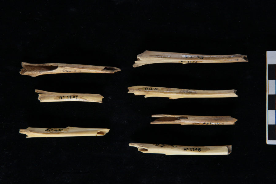 Archaic Human Dinner Table More Diverse than Previously Thought ...