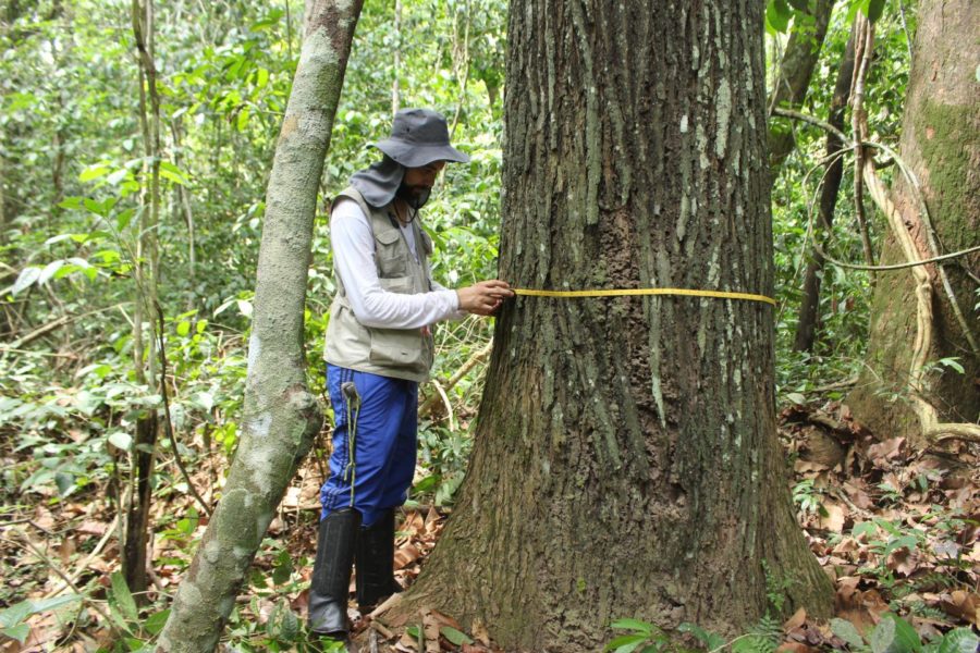 Human history through tree rings: Trees in Amazonia reveal pre-colonial ...