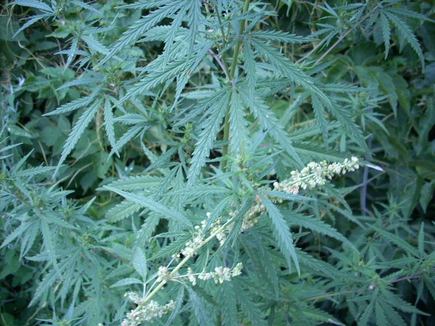 The origins of cannabis smoking: marijuana use in the first millennium ...
