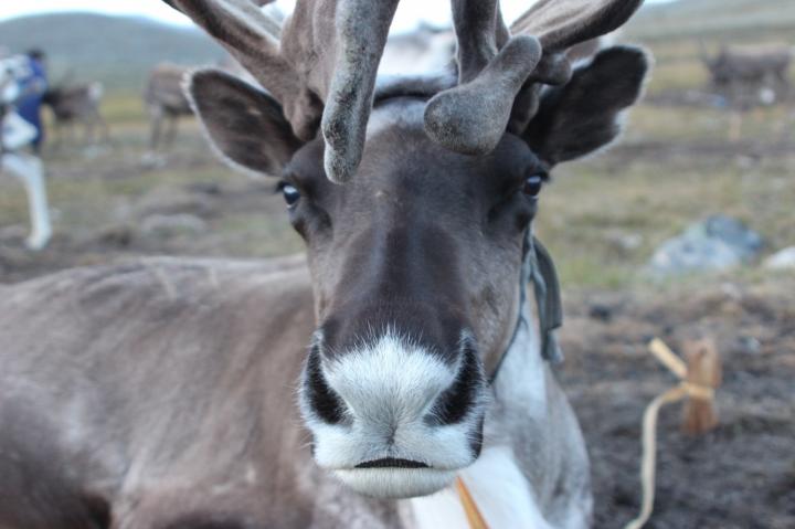 Mongolia’s melting ice reveals clues to history of reindeer herding ...