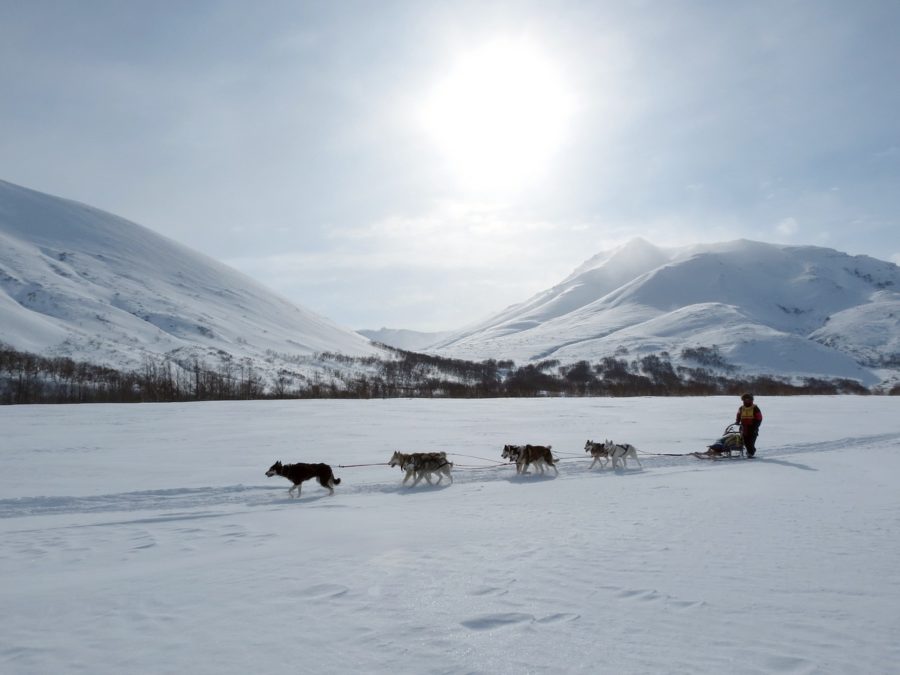 Unique sledge dogs helped the Inuit thrive in the North American Arctic ...