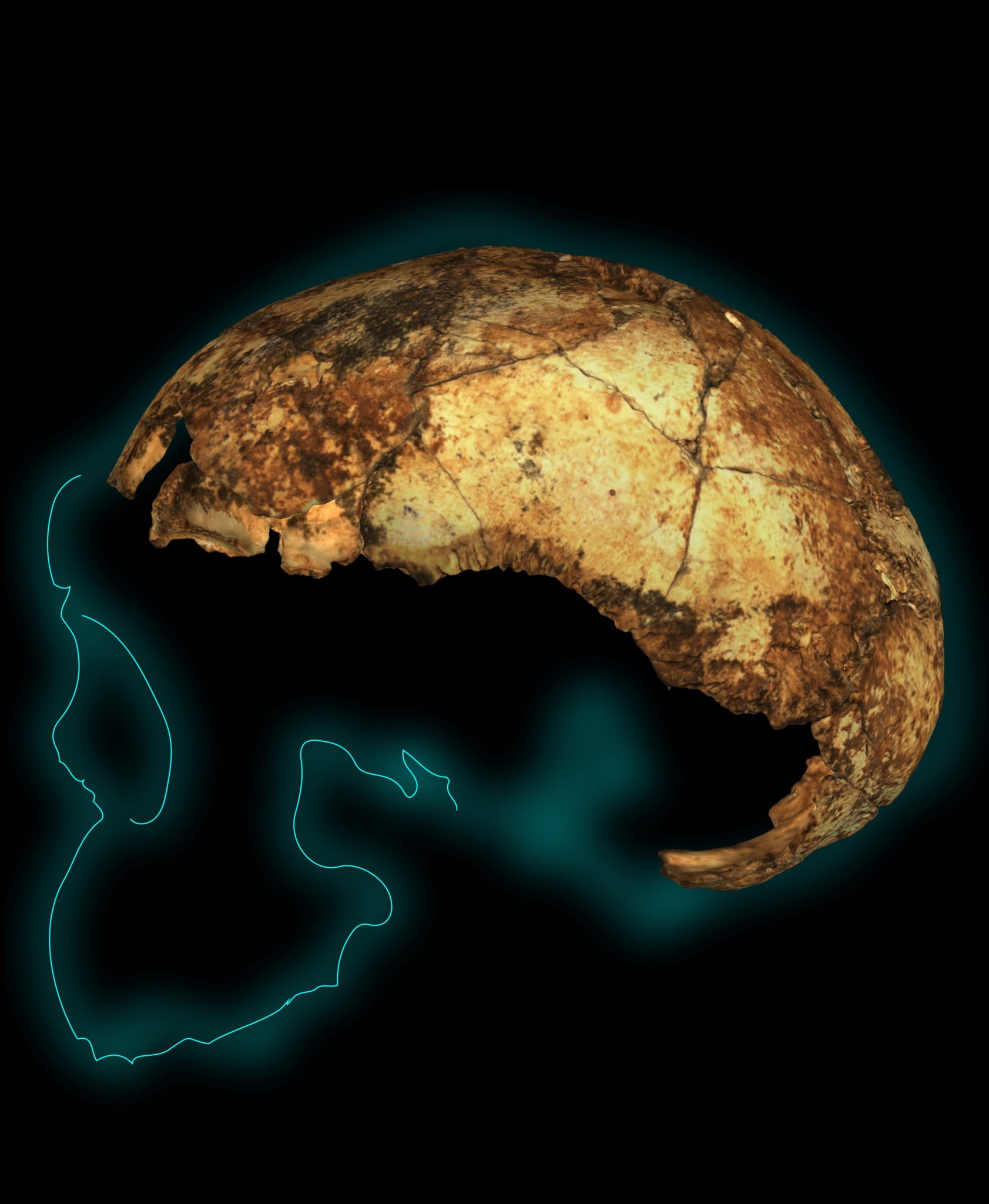 In South Africa, Three Hominins, Including Earliest Homo erectus, Lived ...