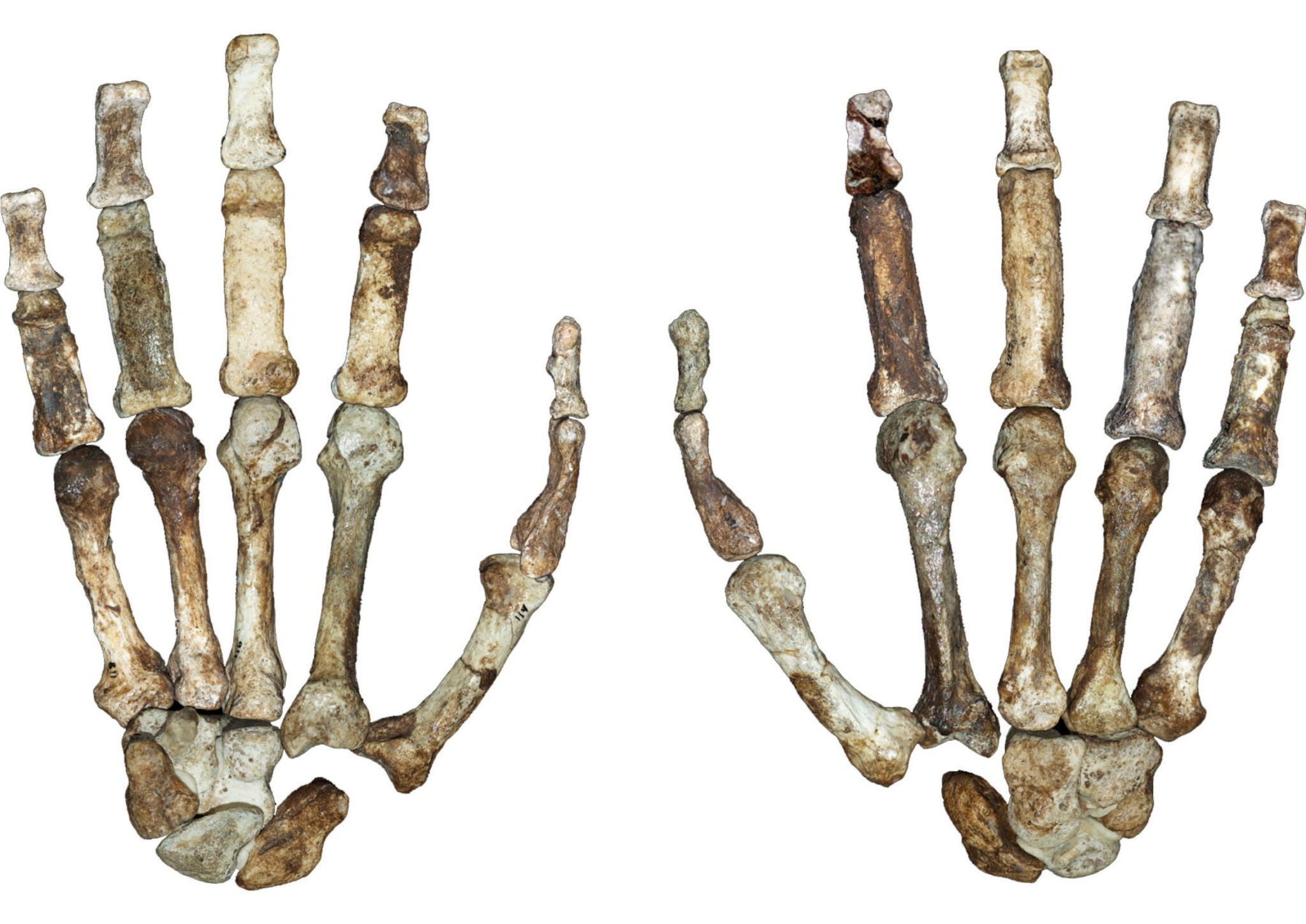 New study records dual hand use in early human relative – Popular ...