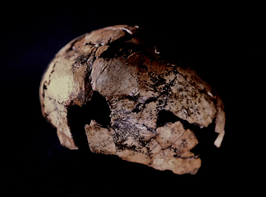 The Remarkable Skulls of Drimolen – Popular Archeology