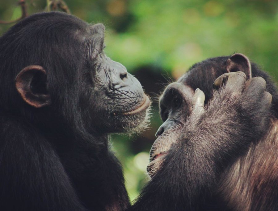 Chimpanzees help trace the evolution of human speech back to ancient ...