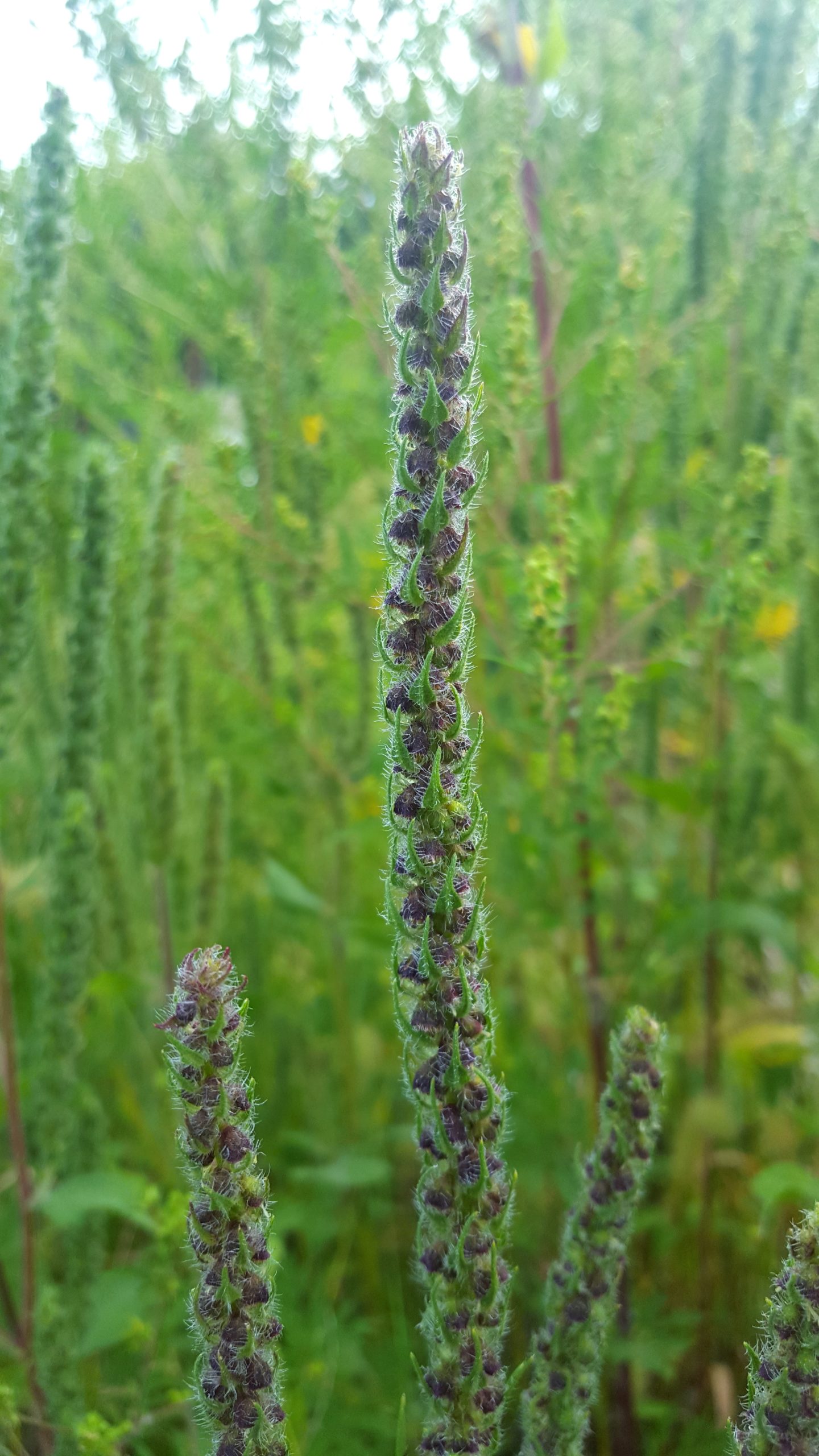 Farmers and Warriors – Popular Archeology