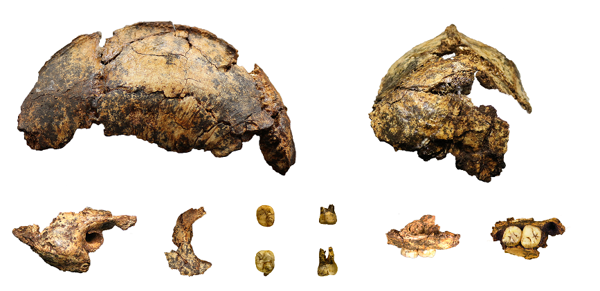 The Remarkable Skulls of Drimolen – Popular Archeology