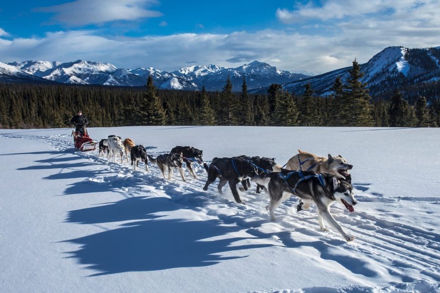 Modern sled dog ancestors emerged at least 9,500 years ago, aided human ...