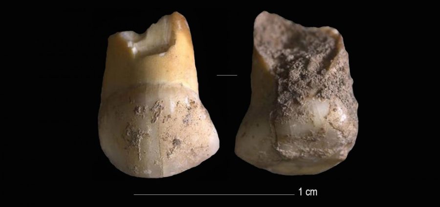 A 48,000 years old tooth that belonged to one of the last Neanderthals ...