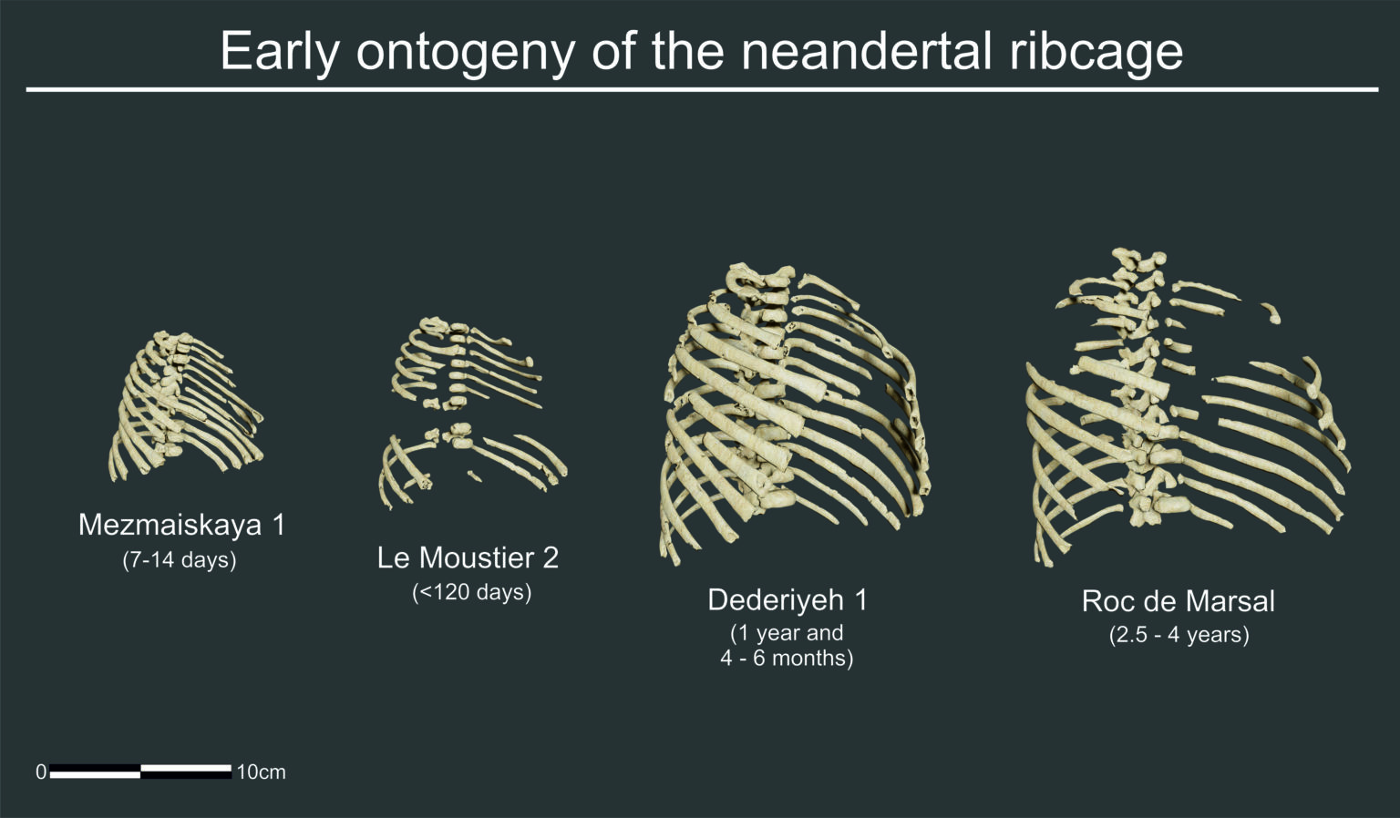 Neanderthals Already Had Their Characteristic Barrel-Shaped Rib Cages ...