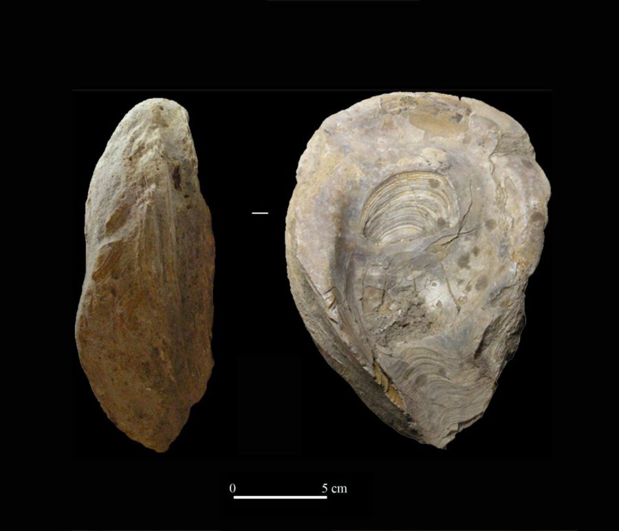 First exhaustive review of fossils recovered from Iberian ... First exhaustive review of fossils recovered from Iberian ...