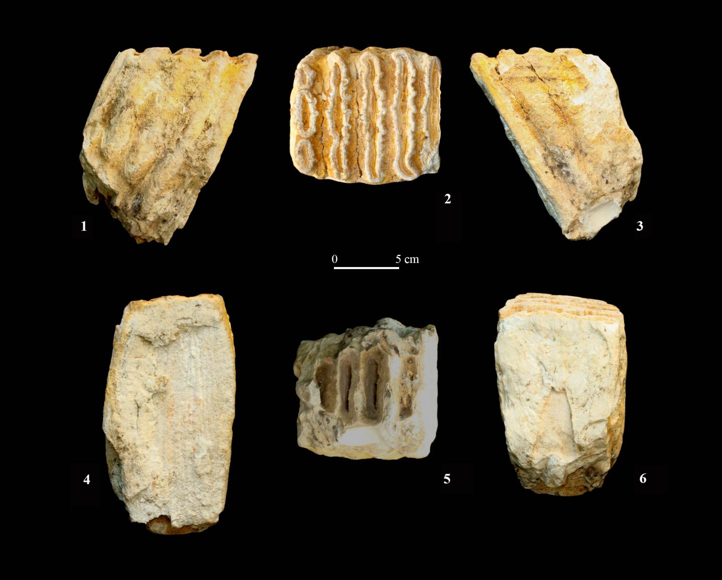 First exhaustive review of fossils recovered from Iberian ... First exhaustive review of fossils recovered from Iberian ...