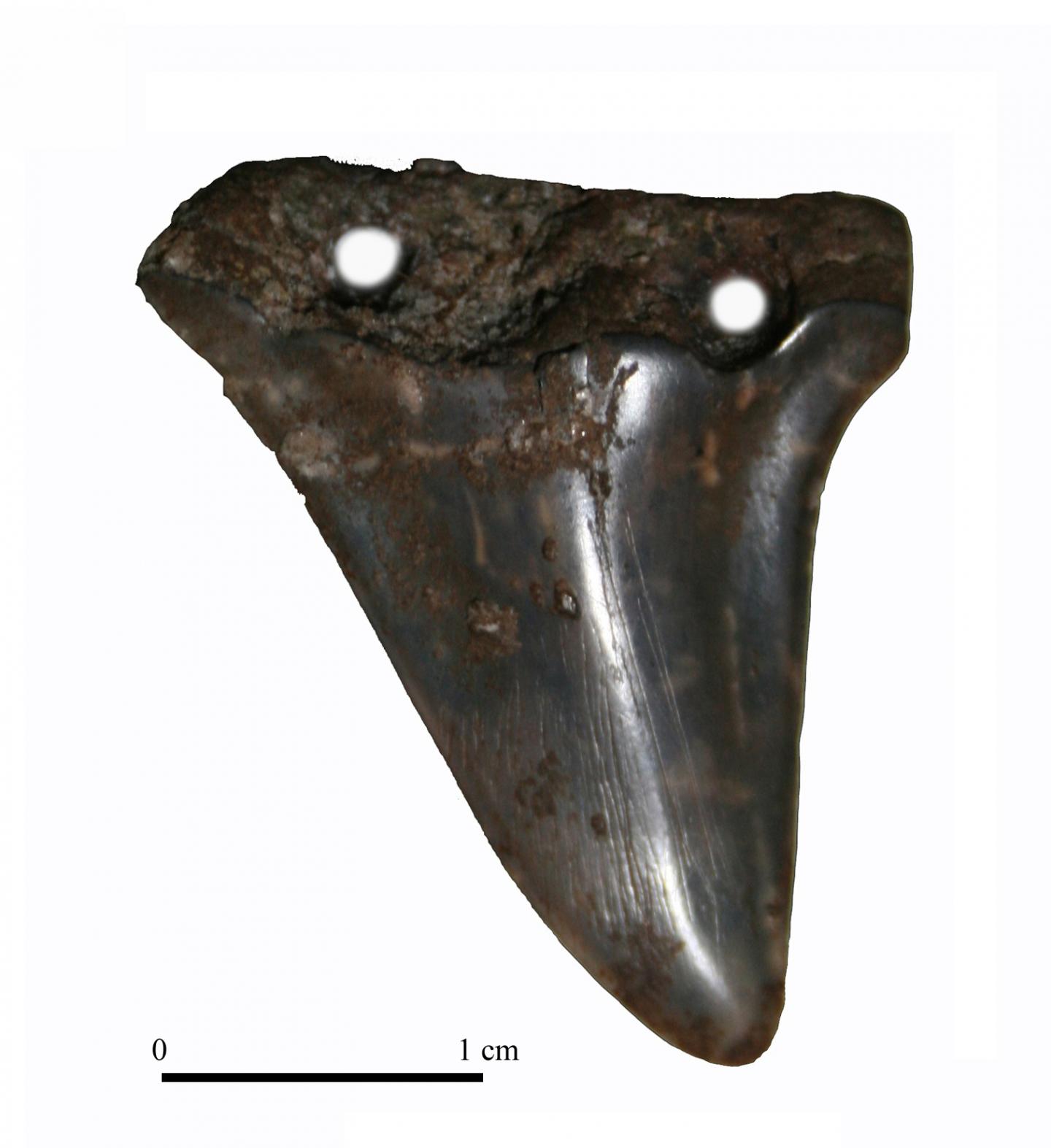 First exhaustive review of fossils recovered from Iberian ... First exhaustive review of fossils recovered from Iberian ...