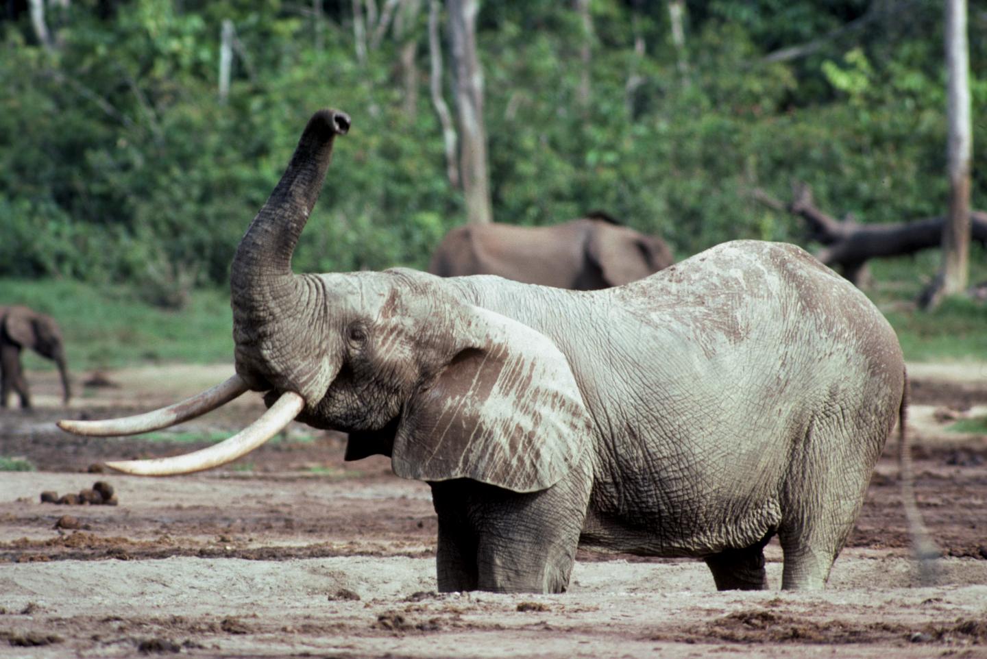 Shipwrecked ivory a treasure trove for understanding elephants and 16th ...