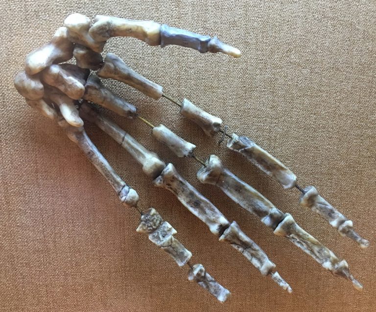 Ancient skeletal hand could reveal evolutionary secrets – Popular ...