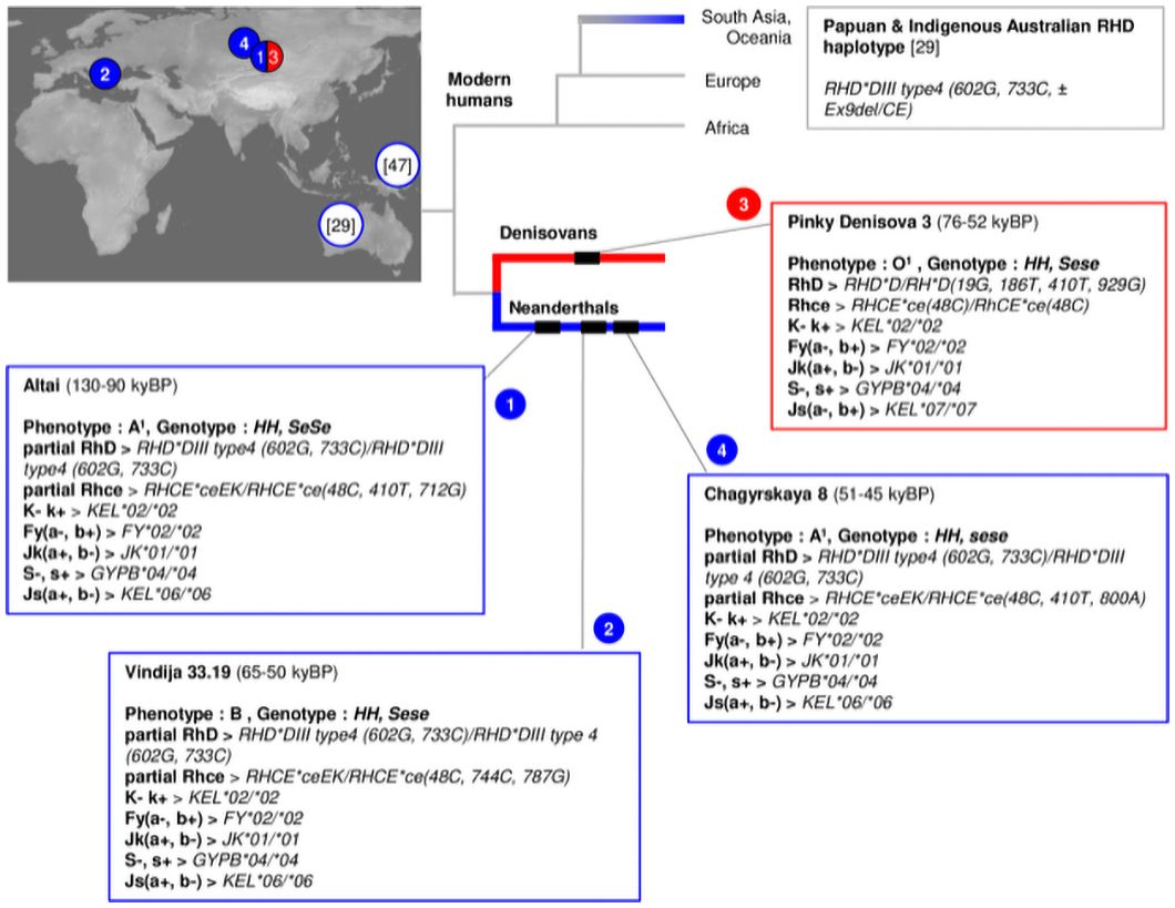 Exploring blood types of Neanderthal and Denisovan individuals ...