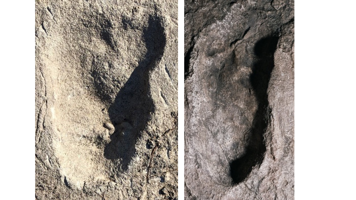 Mystery solved: Footprints from site A at Laetoli, Tanzania, are from ...