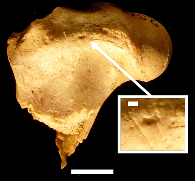 Pushing Back the Timeline on the Earliest Stone Tools – Popular Archeology