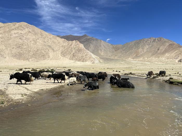 Ancient yak and cattle remains provide evidence for domestication on ...