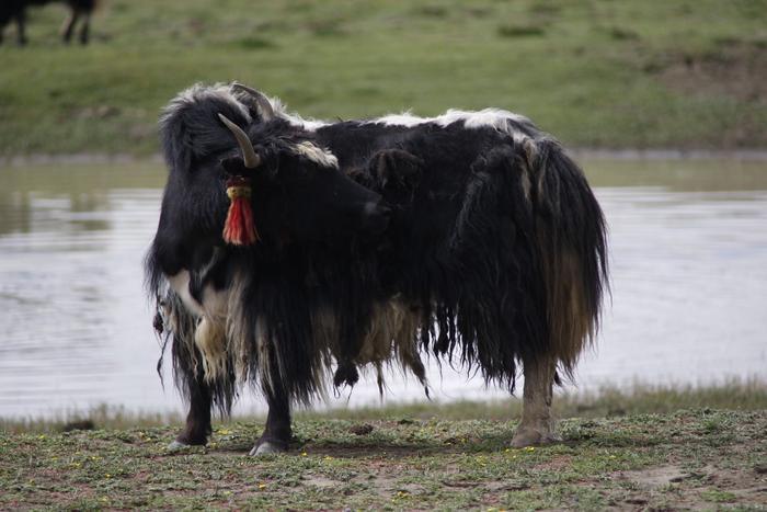 Ancient yak and cattle remains provide evidence for domestication on ...