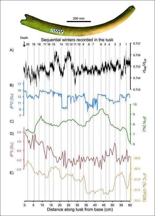 Woolly mammoth’s tusk reveals her migration route, which ends in ...