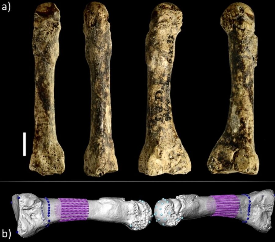 Hominin fossil find in Italy suggests multiple human lineages coexisted ... Hominin fossil find in Italy suggests multiple human lineages coexisted ...