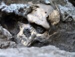 Humanity’s First Global Ancestor – Popular Archeology