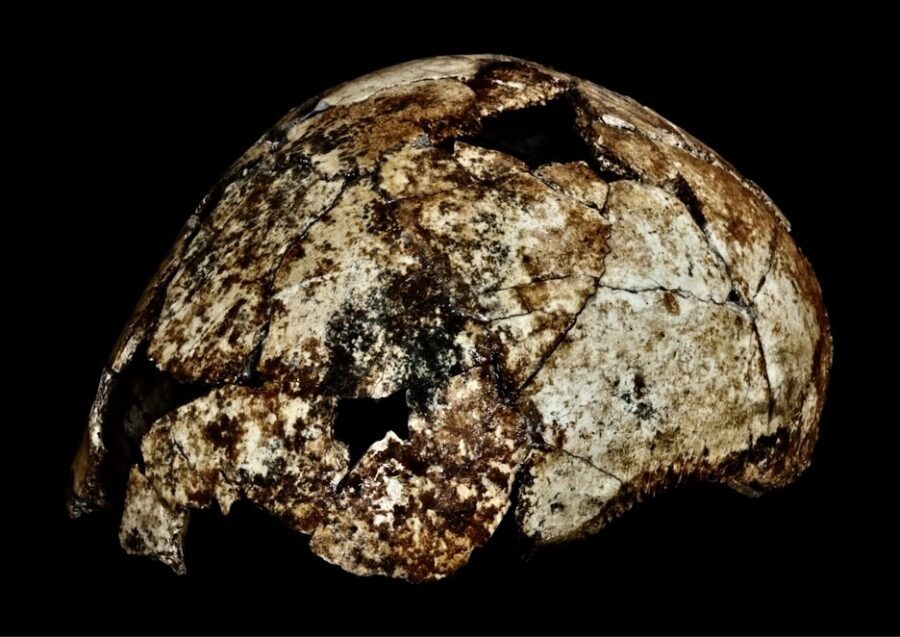 Humanity’s First Global Ancestor – Popular Archeology