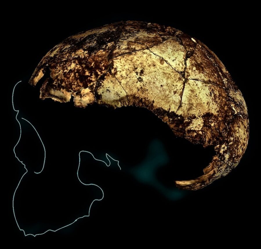 Humanity’s First Global Ancestor – Popular Archeology