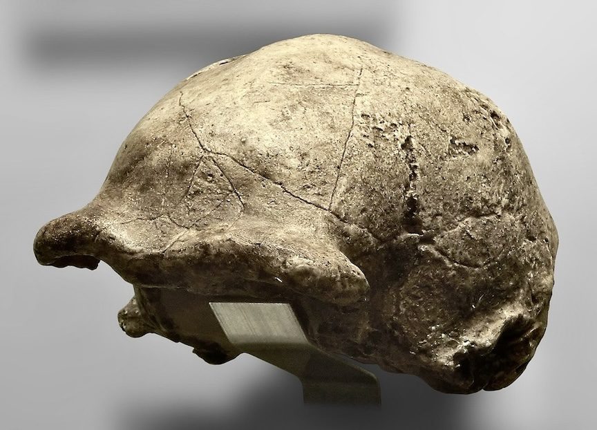 Humanity’s First Global Ancestor – Popular Archeology
