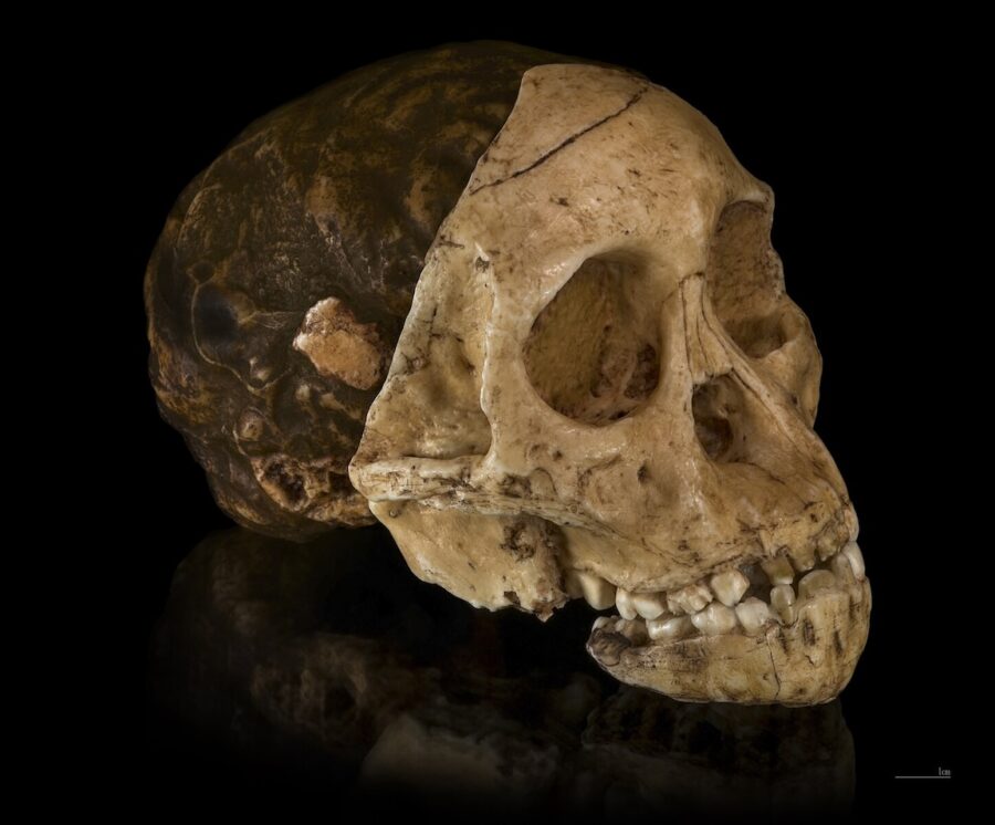 The Taung Child, Revisited – Popular Archeology