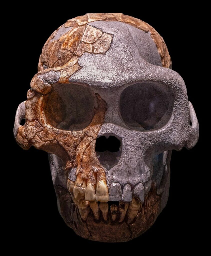 Analysis of 4.4-million-year-old ankle exposes how earliest ancestors ...