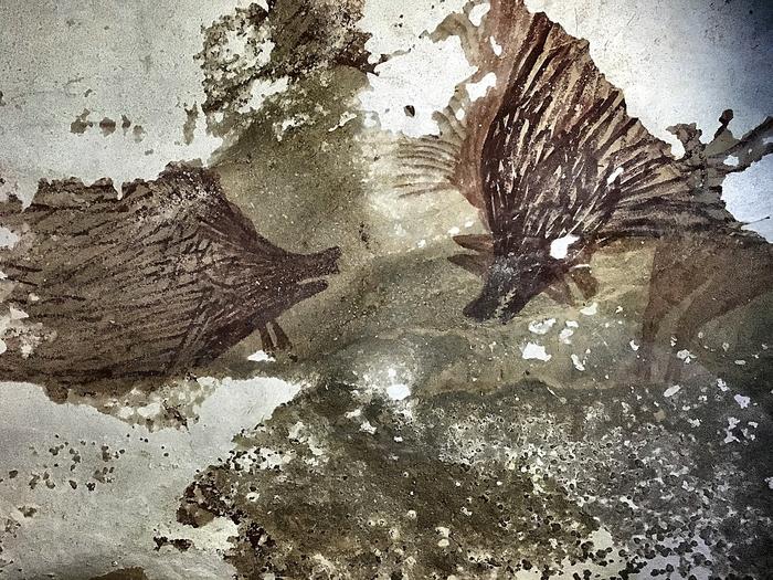 Pigs settled Pacific islands alongside early human voyagers – Popular ...