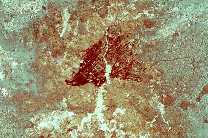 Pigs settled Pacific islands alongside early human voyagers – Popular ...