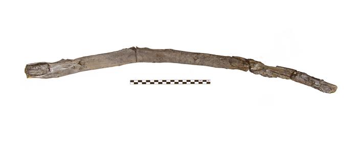 Early use of wooden tools by hominins – Popular Archeology